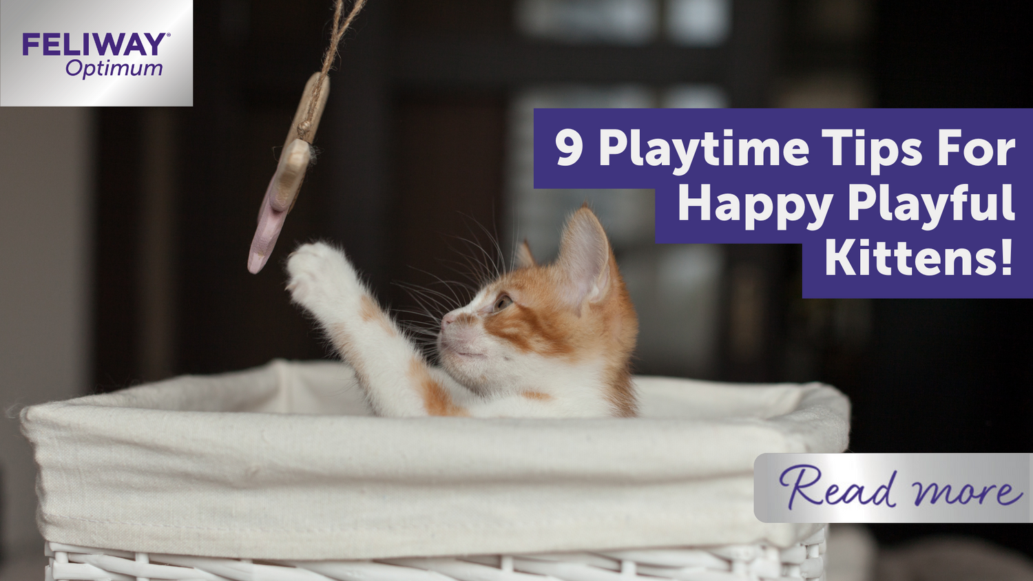 9 Playtime Tips For Happy Playful Kittens! - Feliway UK