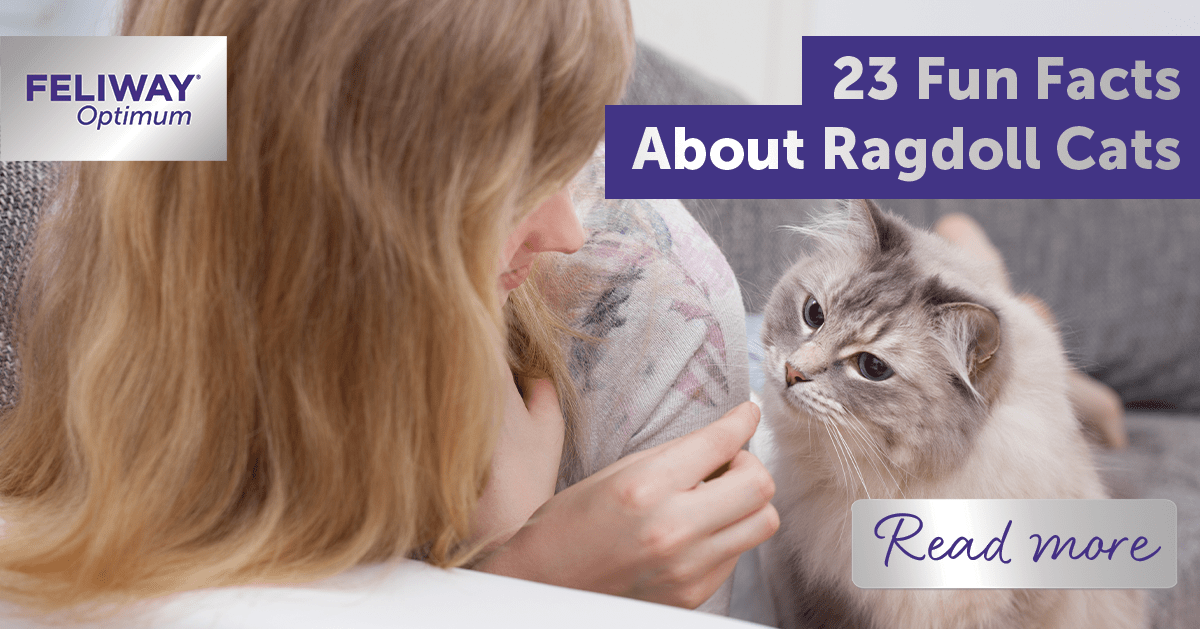 23 Fun Facts About Ragdoll Cats | FELIWAY Cat Experts