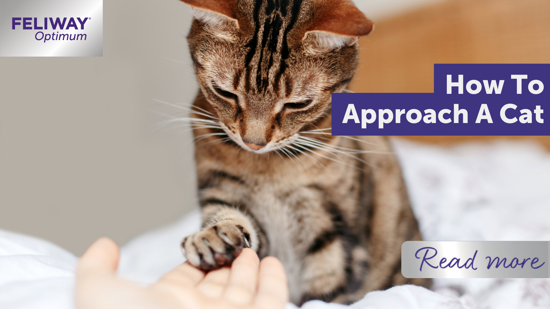 How to Approach a Cat | FELIWAY