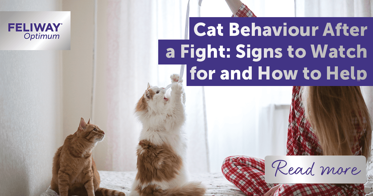 Cat Behaviour After A Fight: Signs To Watch and How To Help.
