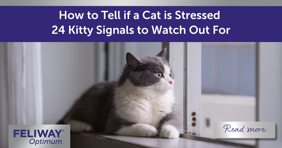 How to Tell if a Cat is Stressed - 24 Kitty Signals