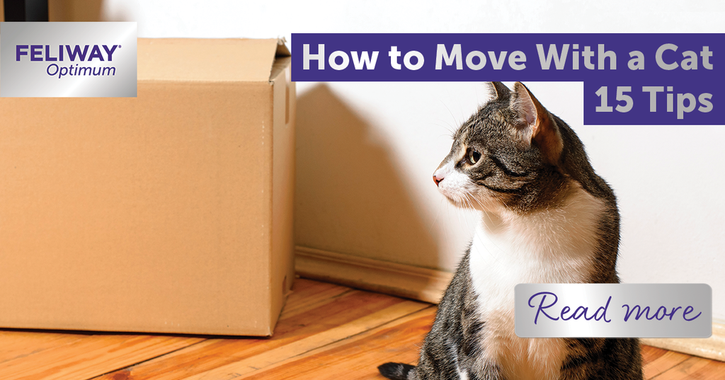 moving day cat