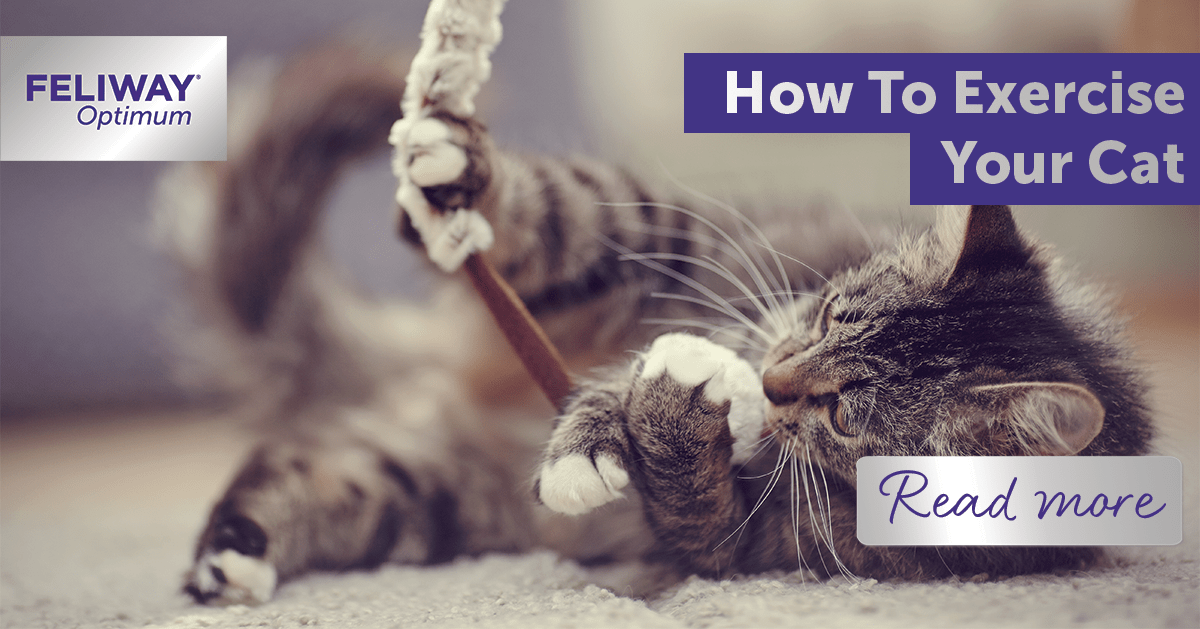 How to Exercise Your Cat | FELIWAY Tips and Advice