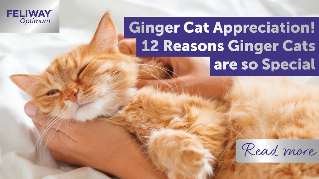 what does ginger cat mean
