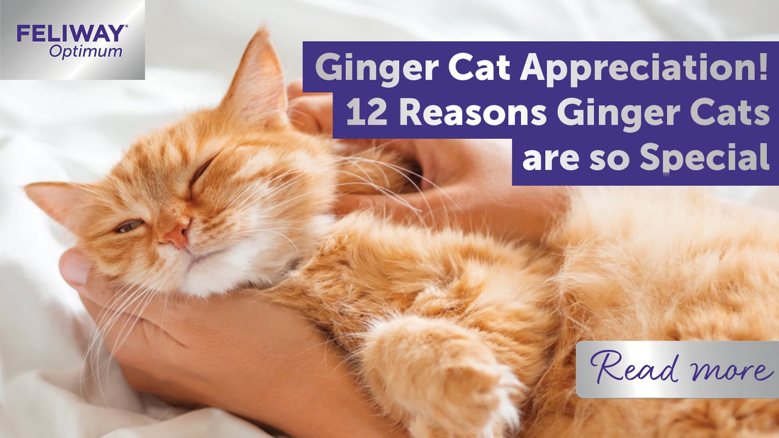 Ginger Cat Appreciation!12 Reasons Ginger Cats are Special!