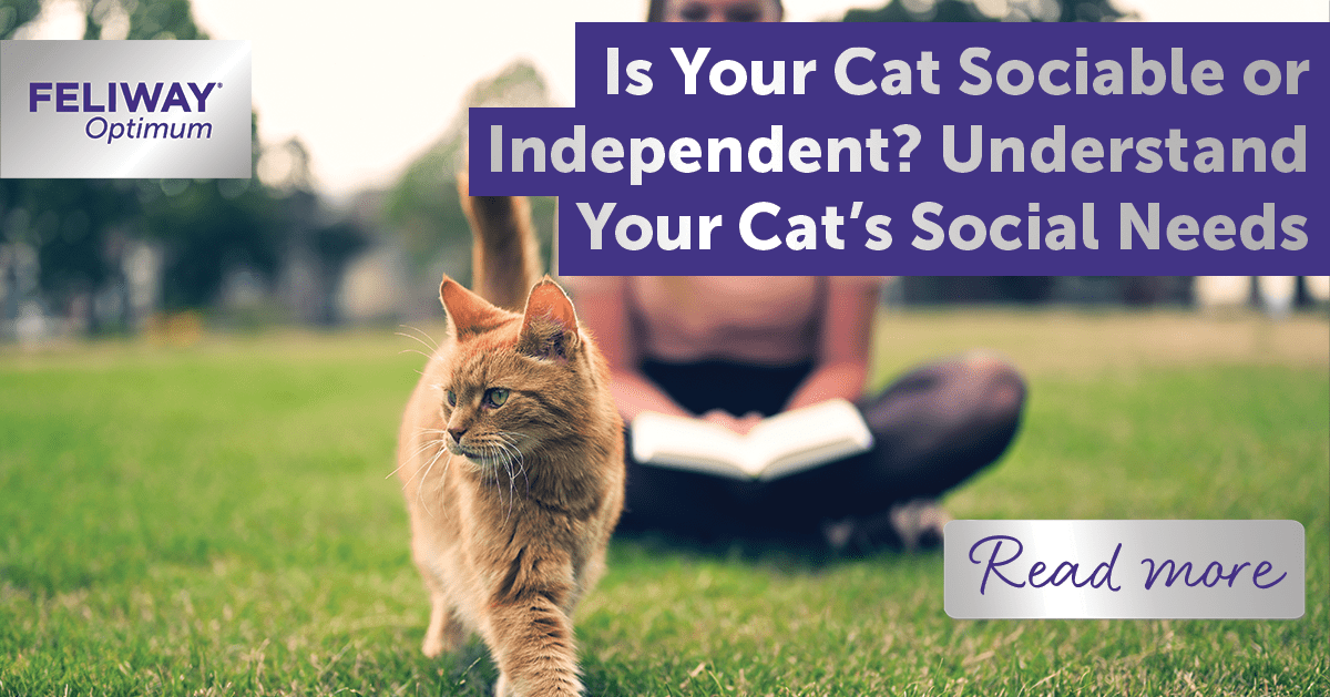 Is Your Cat Sociable or Independent? Know Cat's Social Needs