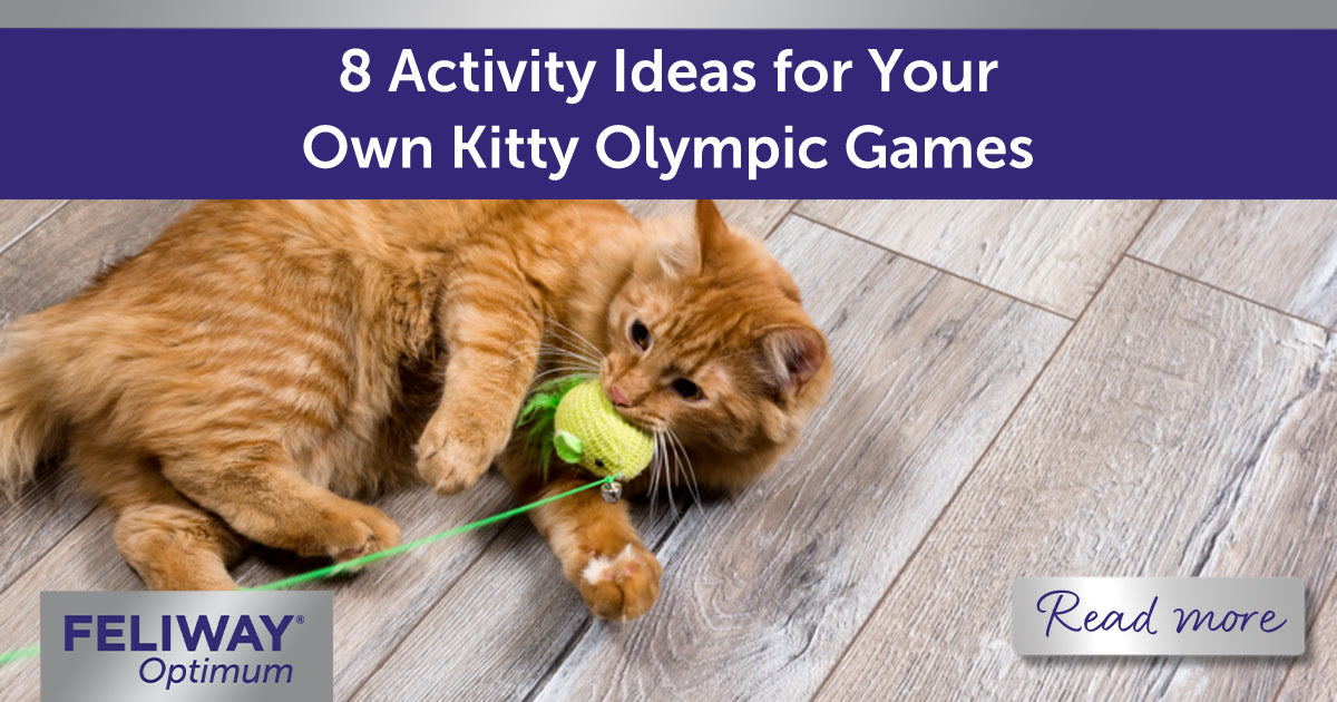 8 Activity Ideas for Your Own Kitty Olympic Games | FELIWAY