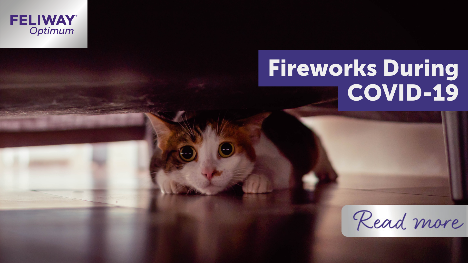 Fireworks During COVID-19 | FELIWAY