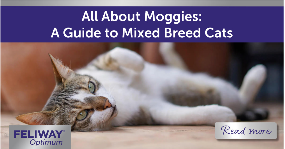 All About Moggies: A Guide to Mixed Breed Cats | FELIWAY Cat Experts