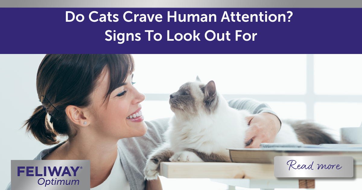 Do Cats Crave Human Attention? Signs To Look Out For | FELIWAY