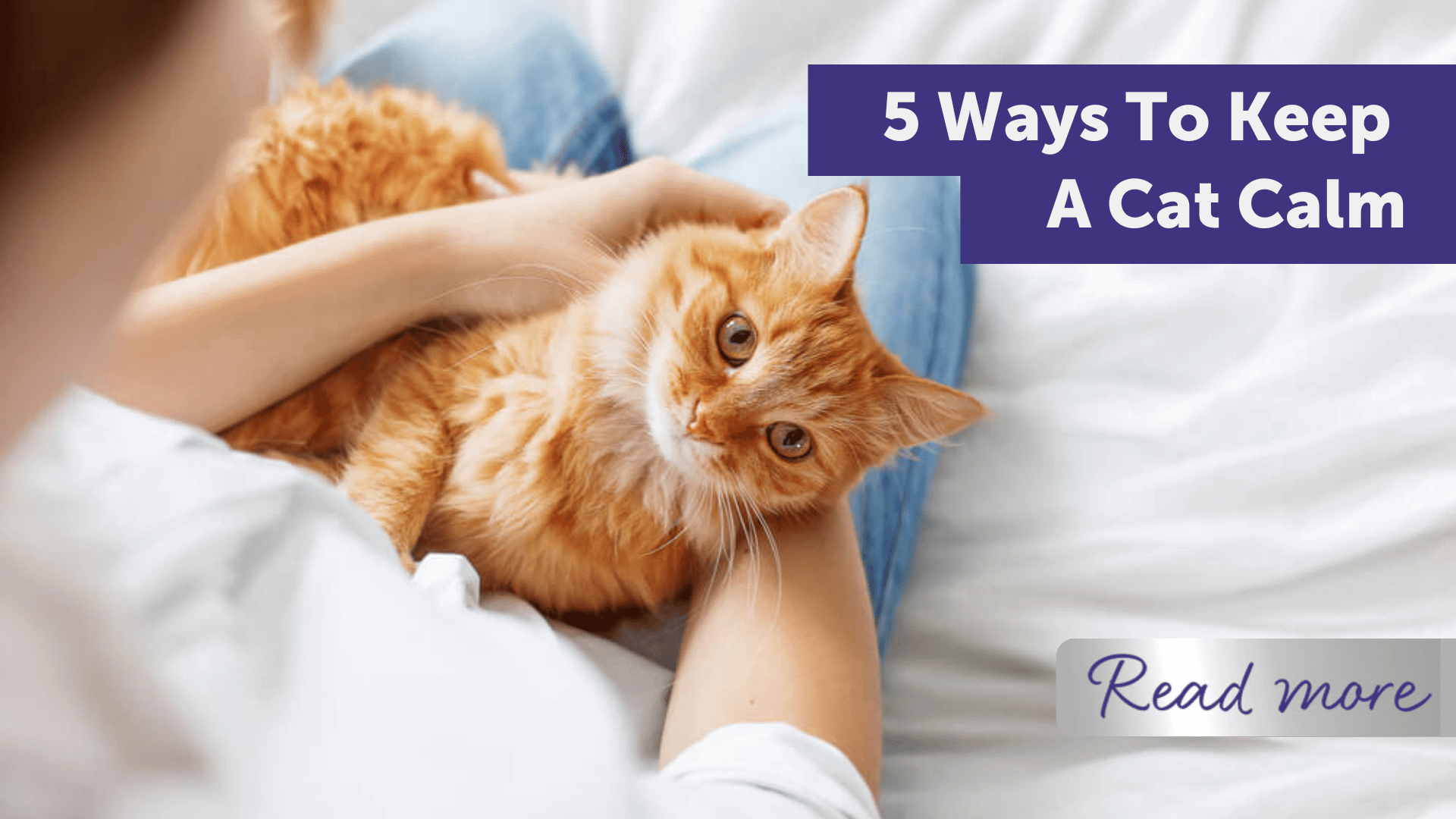 5 Ways To Keep A Cat Calm | FELIWAY Tips and Advice