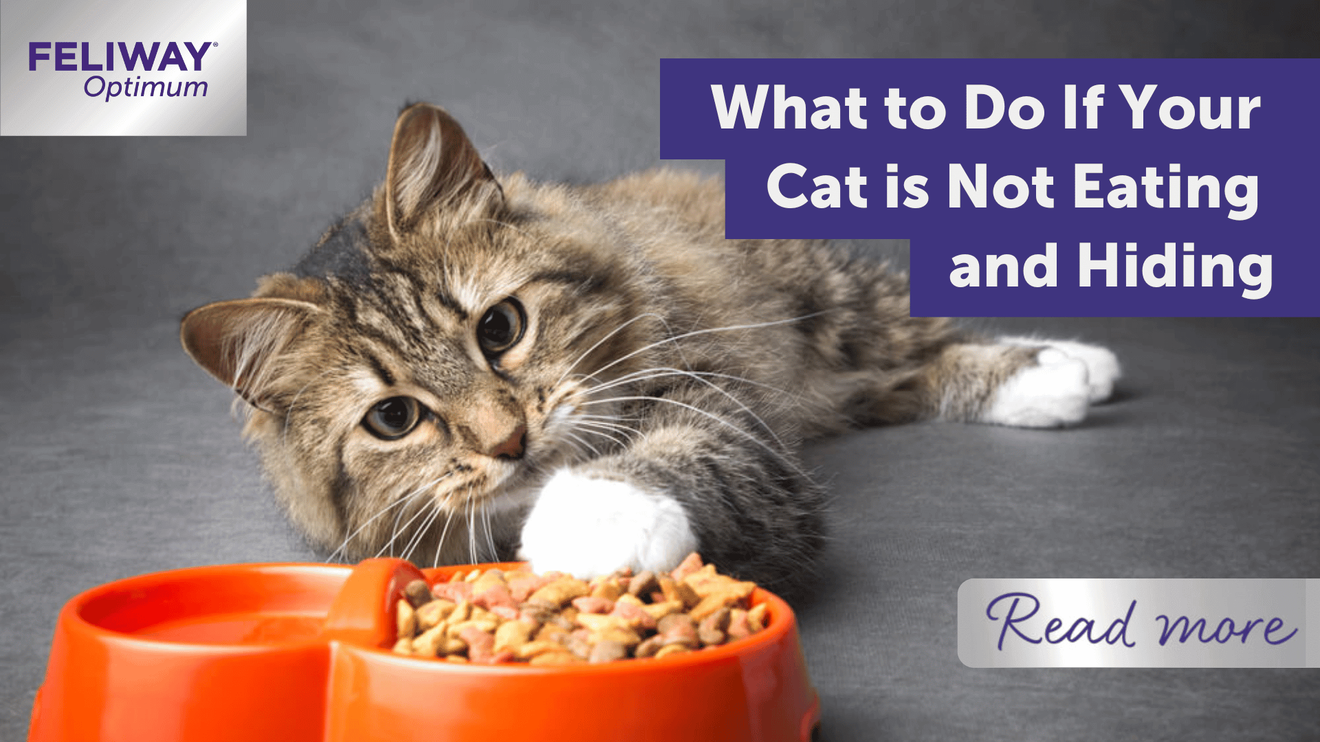 What to Do If Your Cat is Not Eating and Hiding | FELIWAY