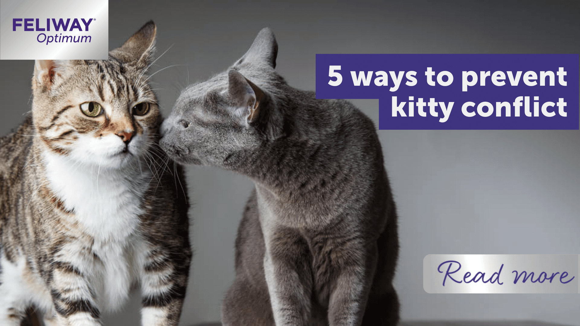 5 ways to prevent kitty conflict | FELIWAY
