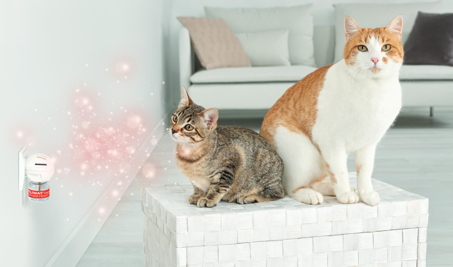 FELIWAY Friends Diffuser | Cat Calming Diffuser
