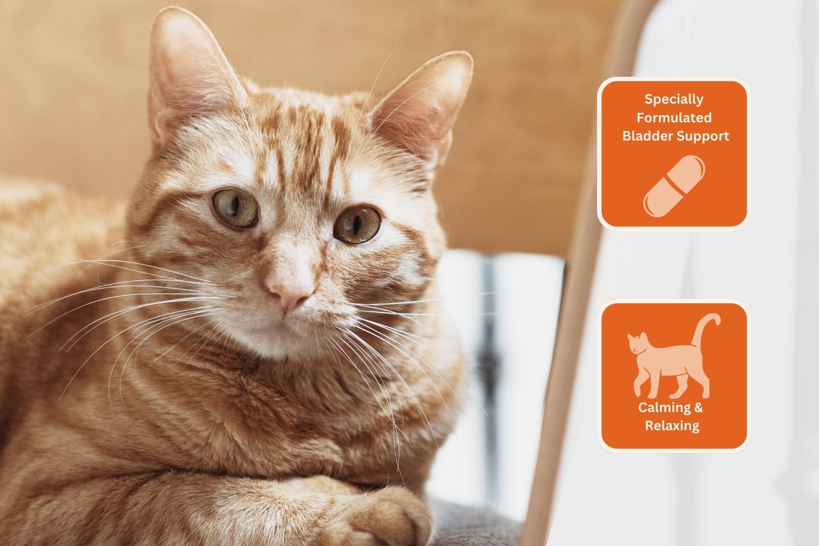 FELIWAY RANGE | Cat Pheromone Diffusers and Calming Sprays