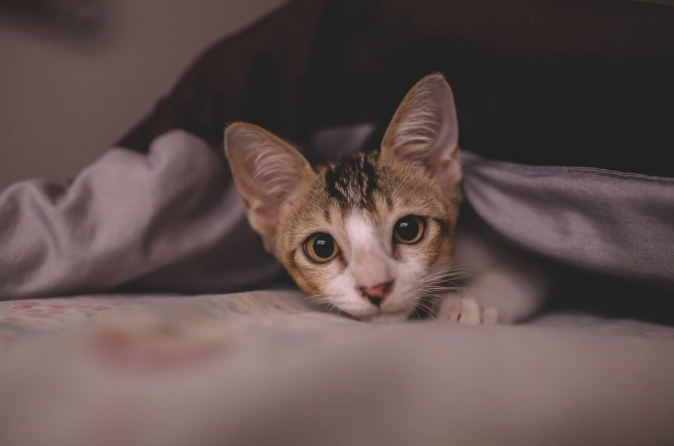 Help Cats Cope With Fireworks Stress | FELIWAY